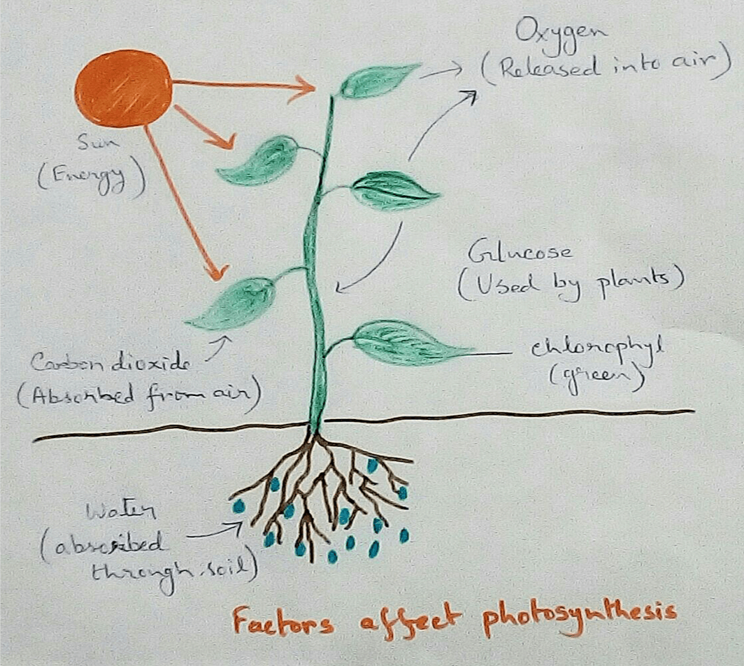 Factors Affecting Photosynthesis |Hydrolysis of Water|Sources of Water