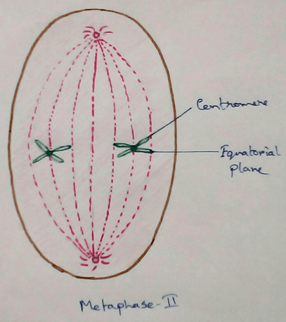 Meiosis II | Location | Interkinesis II | Prophase II | Metaphase II